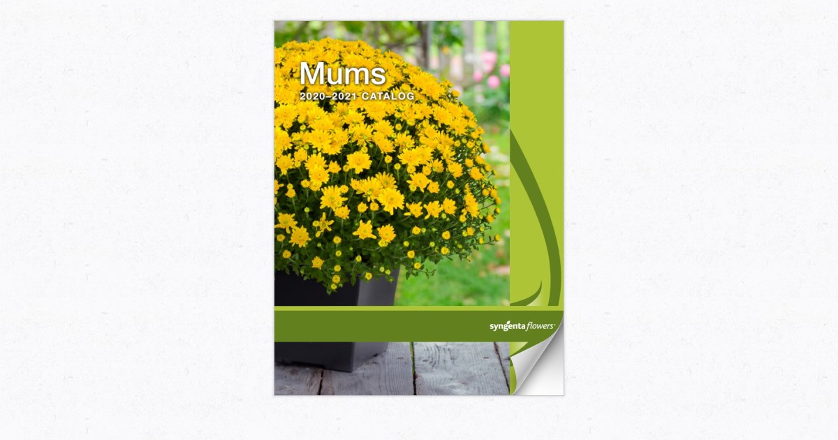 Mums collection 2020/2021 | Business International