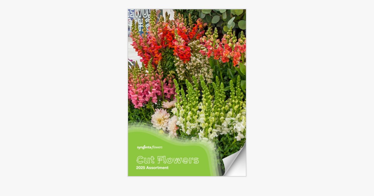 APAC Cut Flowers 2025 - Page 6-7