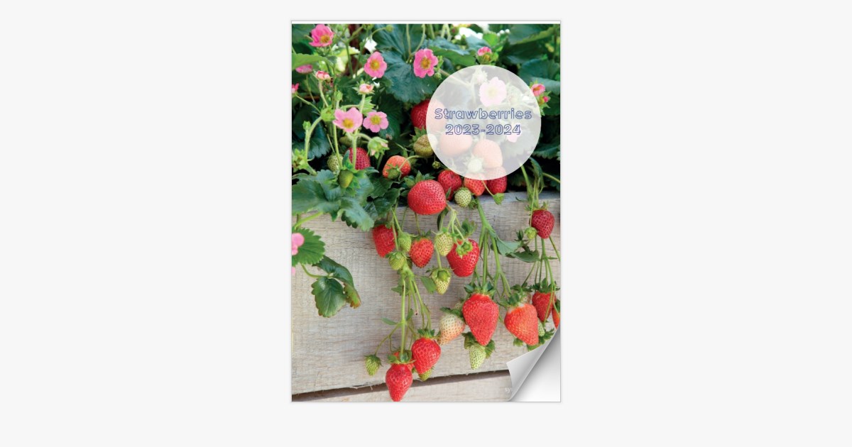 Strawberry | 2023-2024