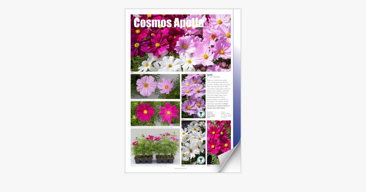 Cosmos_Apollo_2
