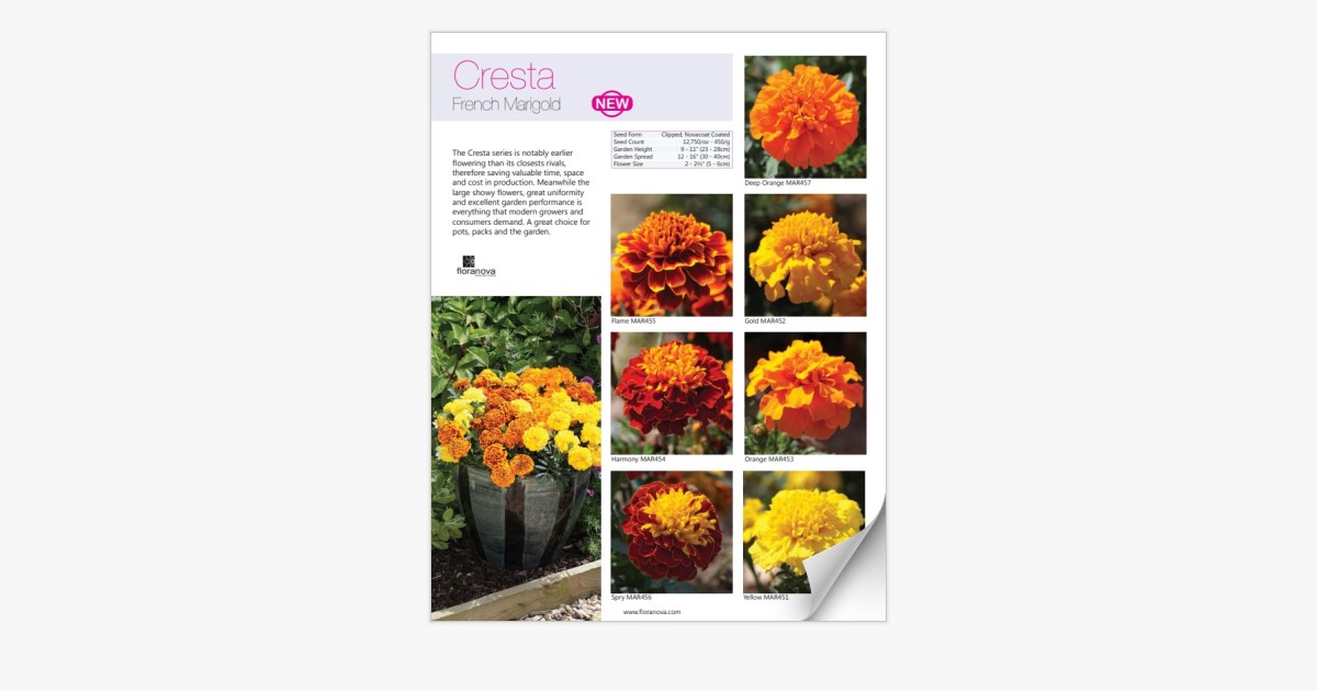 Marigold_Cresta-1-1