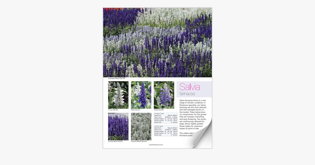 Salvia_farinacea_culture_sheet-1 (4)