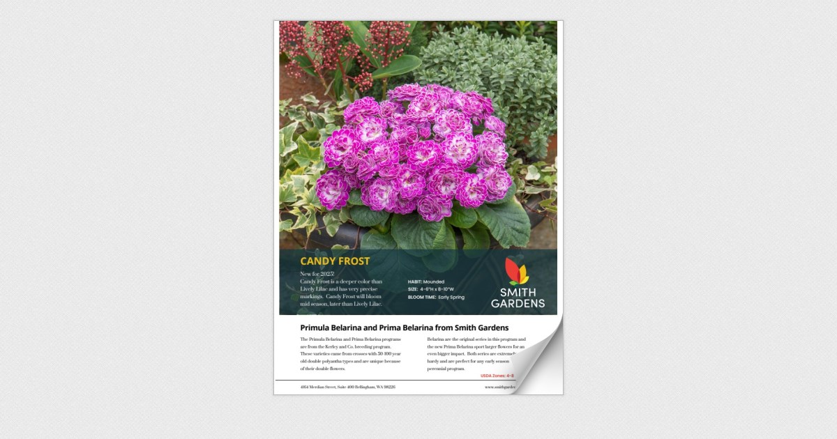 Primula Belarina from Smith Gardens