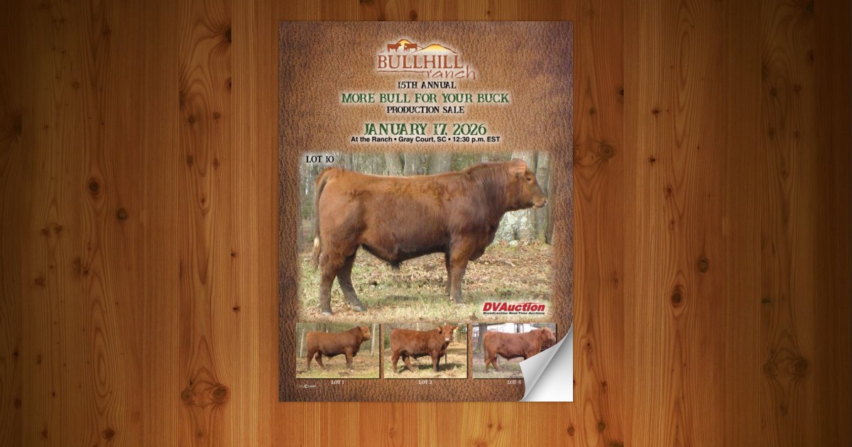 Bull Hill Ranch - 15th Annual "More Bull for Your Buck" Sale [1/17/26]