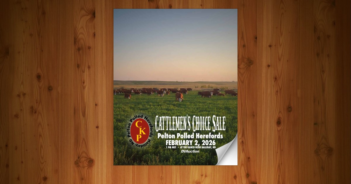Pelton Polled Herefords - Cattleman's Choice Sale [2/2/26]