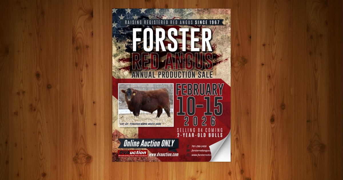 Forster Red Angus - Online Only Bull Sale [2/15/26] - Page 25
