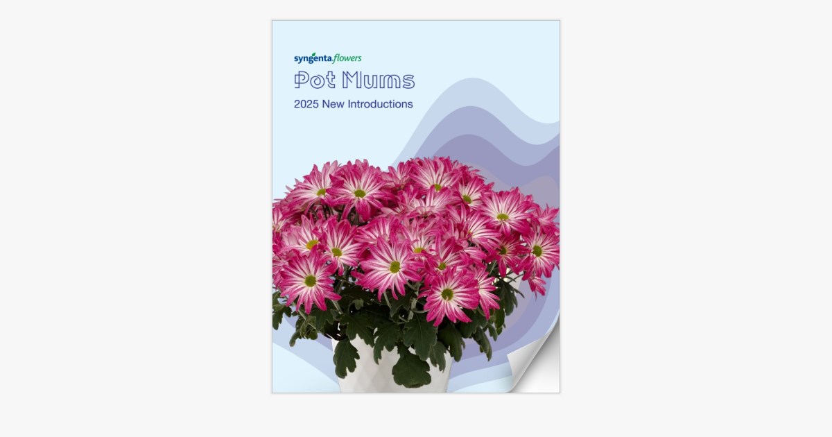 2025 Pot Mums New Varieties | NA