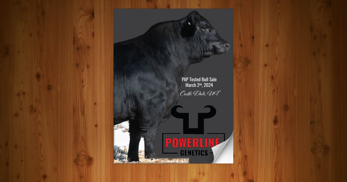 2024 Powerline PAP Tested Bull Sale