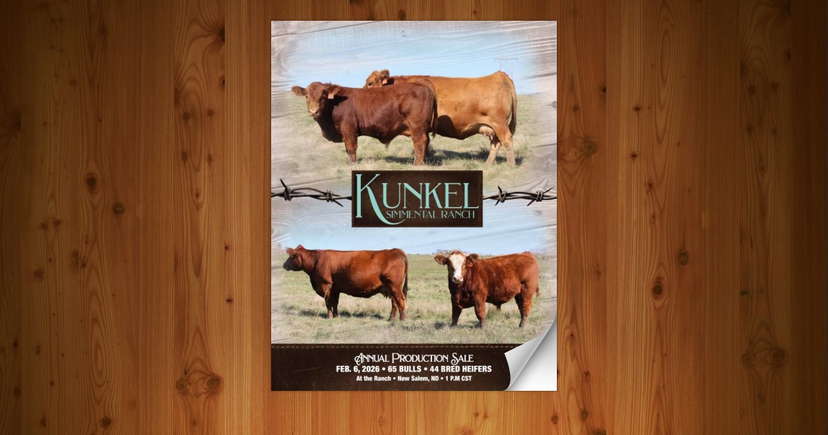 Kunkel Simmentals - Annual Simmental Bull & Female Sale [2/6/26] - Page 16