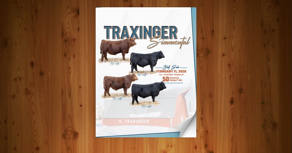 Traxinger Simmentals - Annual Simmental Bull Sale [2/11/26] - Page 24