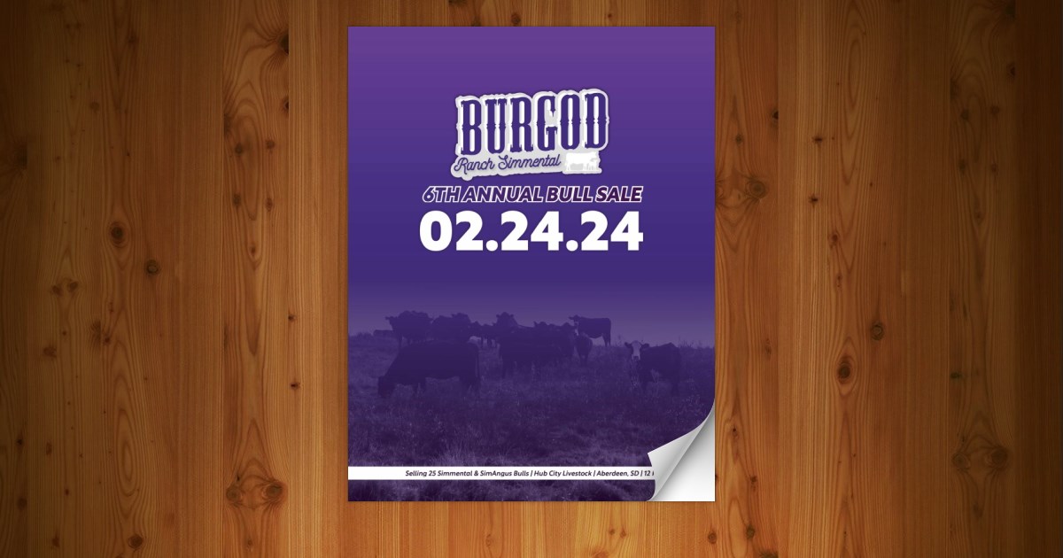 Burgod Ranch Simmental - 6th Annual Simmental Bull Sale [2/24/24] - Page 2