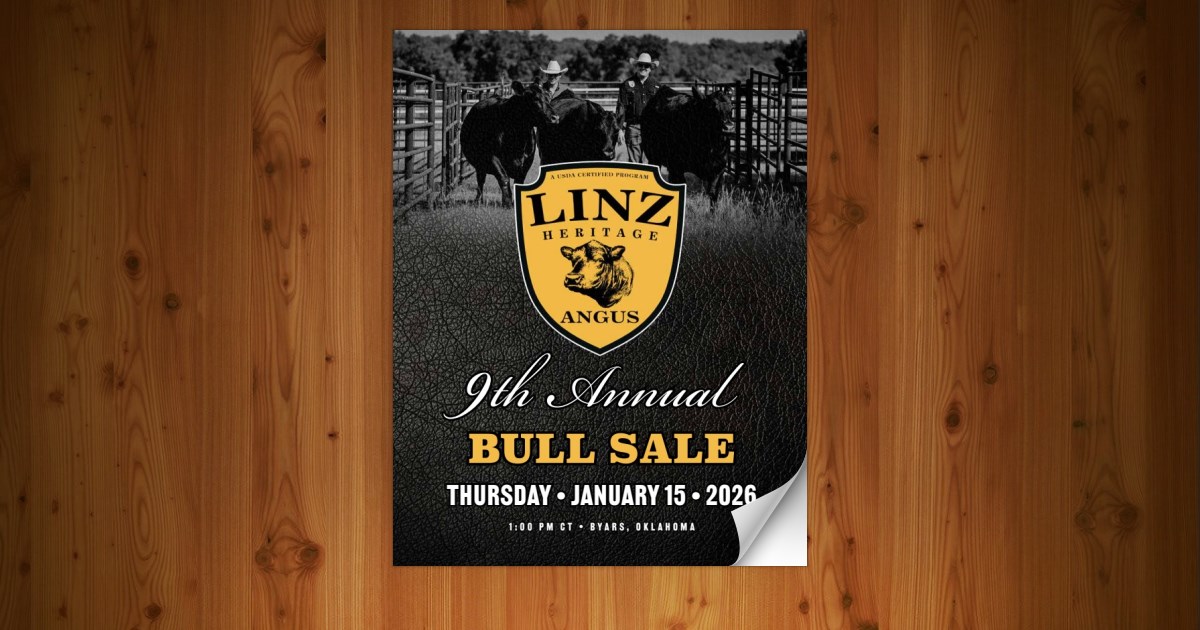 Linz Heritage Angus - 9th Annual Angus Bull Sale [1/15/26] - Page 51