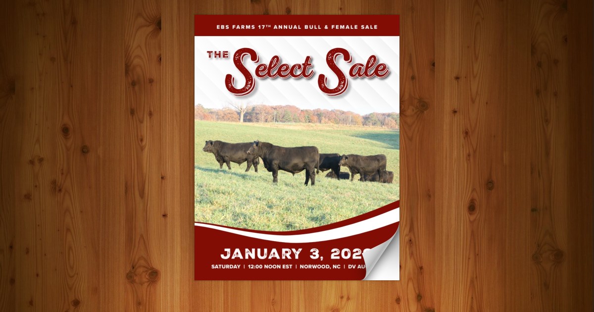EBS Farms - 17th Annual Bull & Female Sale [1/3/26] - Page 10