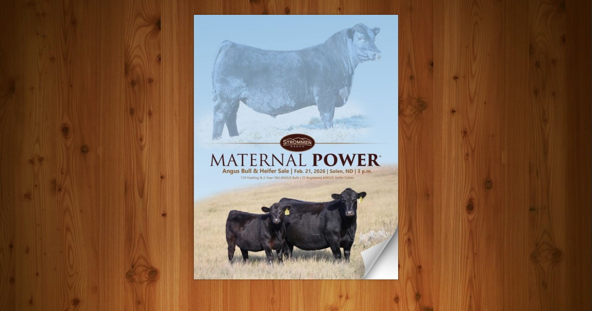 Strommen Ranch - Maternal POWER Angus Bull Sale [2/21/26] - Page 52