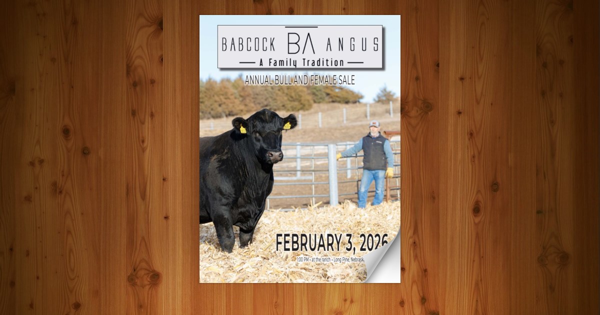 Babcock Angus - Annual Bull & Female Sale [2/3/26]