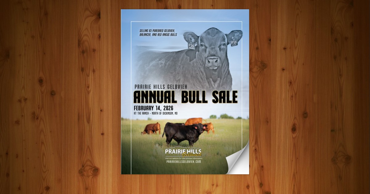 Prairie Hills Gelbvieh - Annual Production Sale [2/14/26] - Page 24