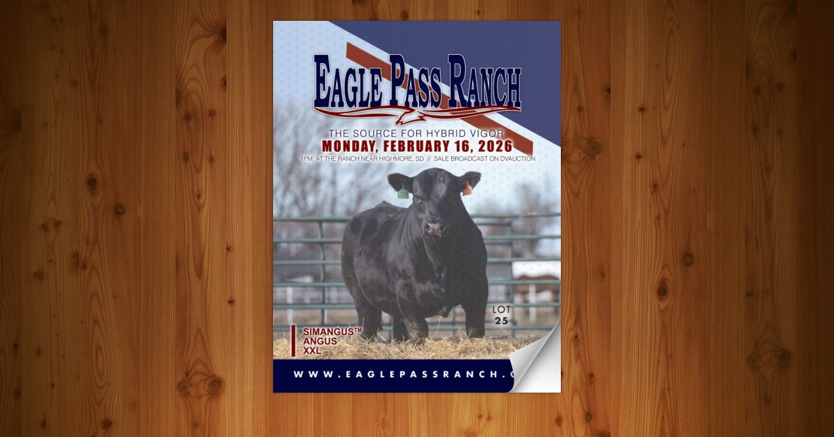 Eagle Pass Ranch - "Annual Age Advantaged Sim-Angus, Angus, XXL Bull ...