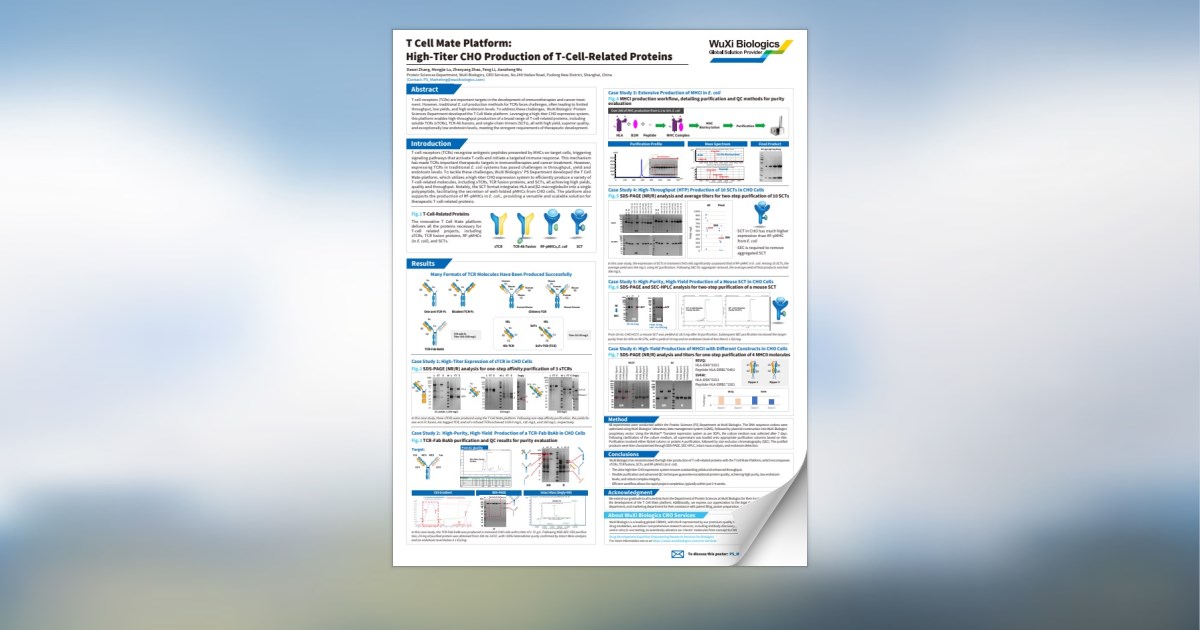 High-Titer CHO Production of T-Cell-Related Proteins