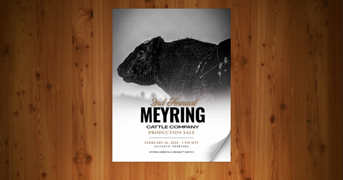 Meyring Cattle Company - Annual Bull & Female Sale [2/26/26] - Page 24