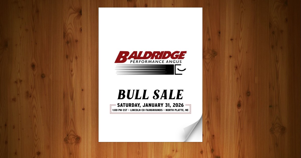 Baldridge Performance Angus - Annual Bull Sale [1/31/26] - Page 30