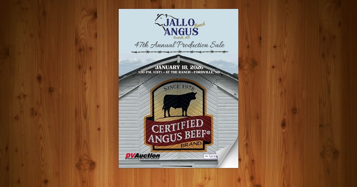 Jallo Angus Ranch - Annual Angus Bull & Female Sale [1/18/26] - Page 12