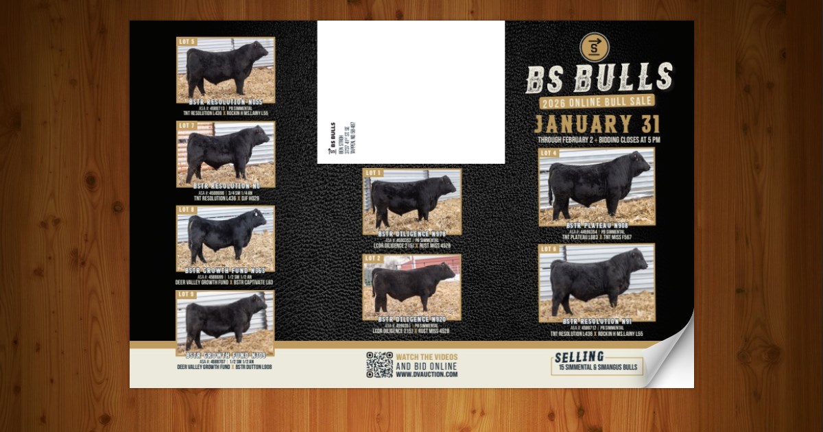 BS Bulls - Annual Simmental Bull Sale [2/2/26]