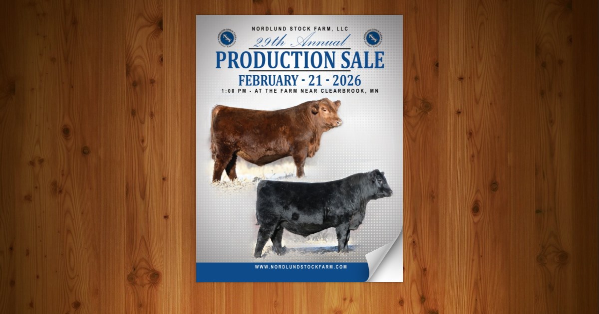 Nordlund Stock Farm - 29th Annual Production Sale [2/21/26] - Page 37