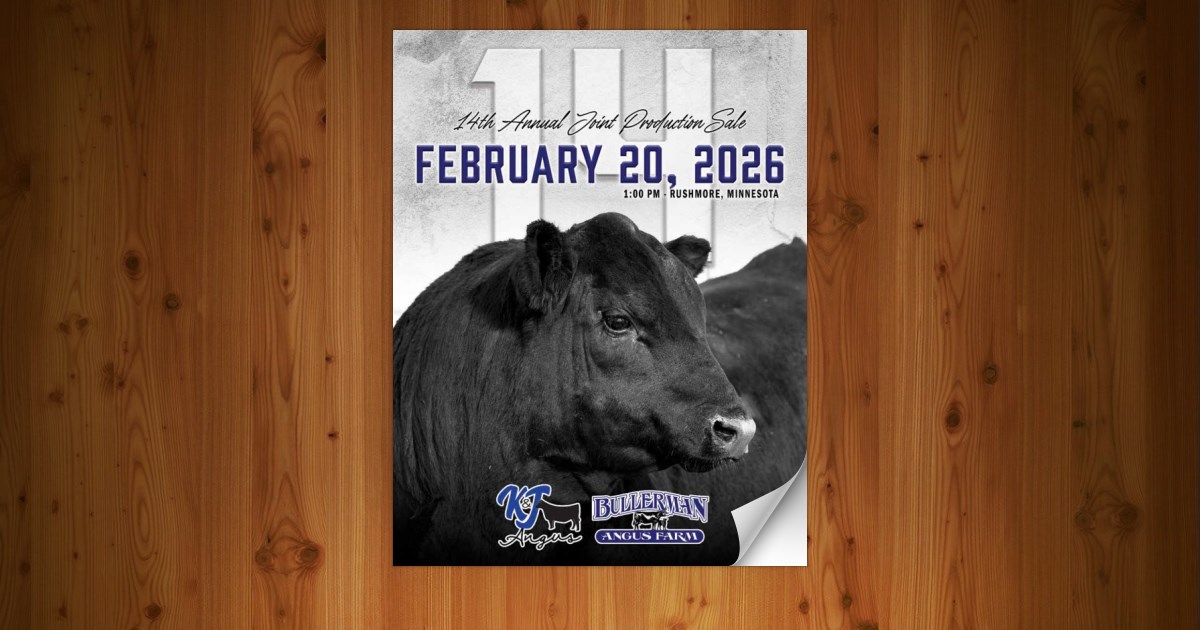 Bullerman Angus & K&J Angus - Bullerman Angus & KJ Angus Bull Sale [2 ...