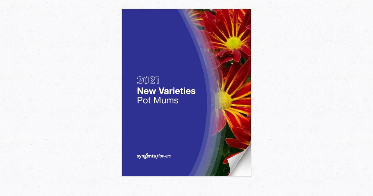 2021 New Varieties Pot Mums | NA