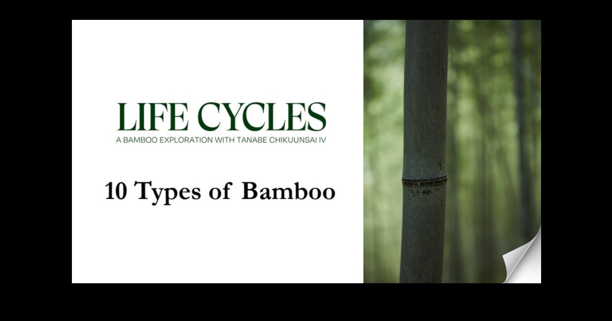 LIFE CYCLES | 10 Types of Bamboo