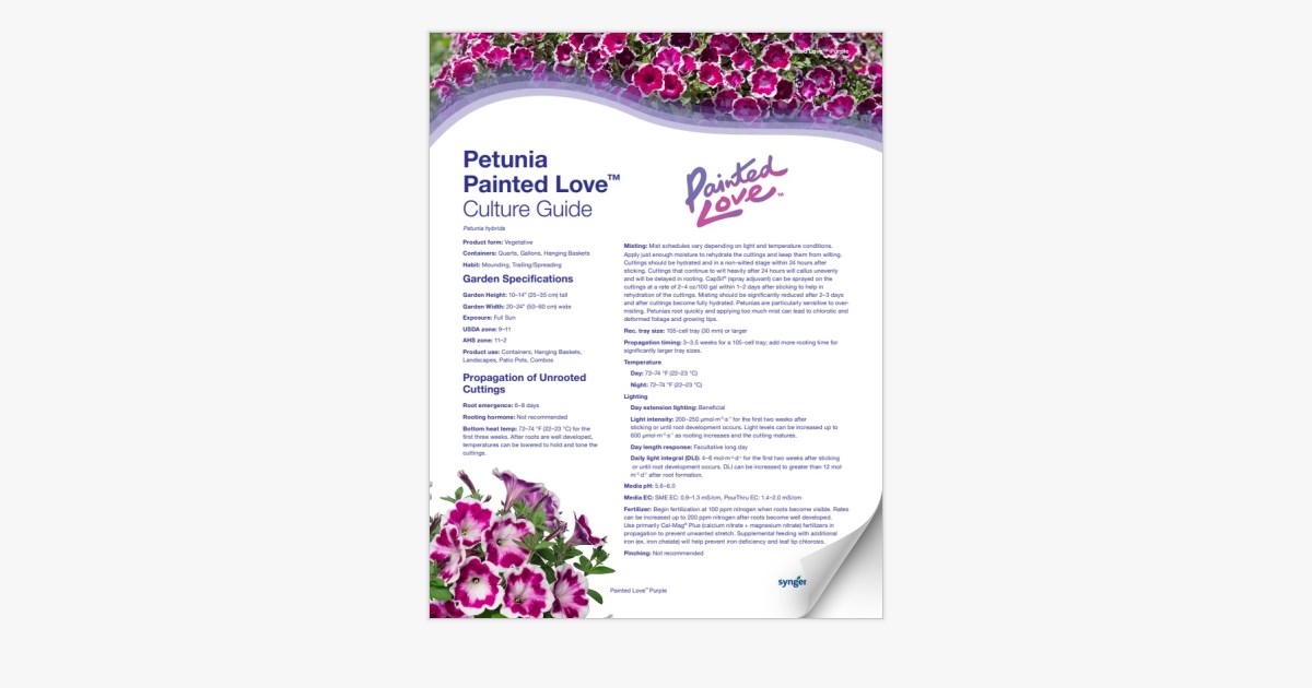 Painted Love Petunia Culture Guide