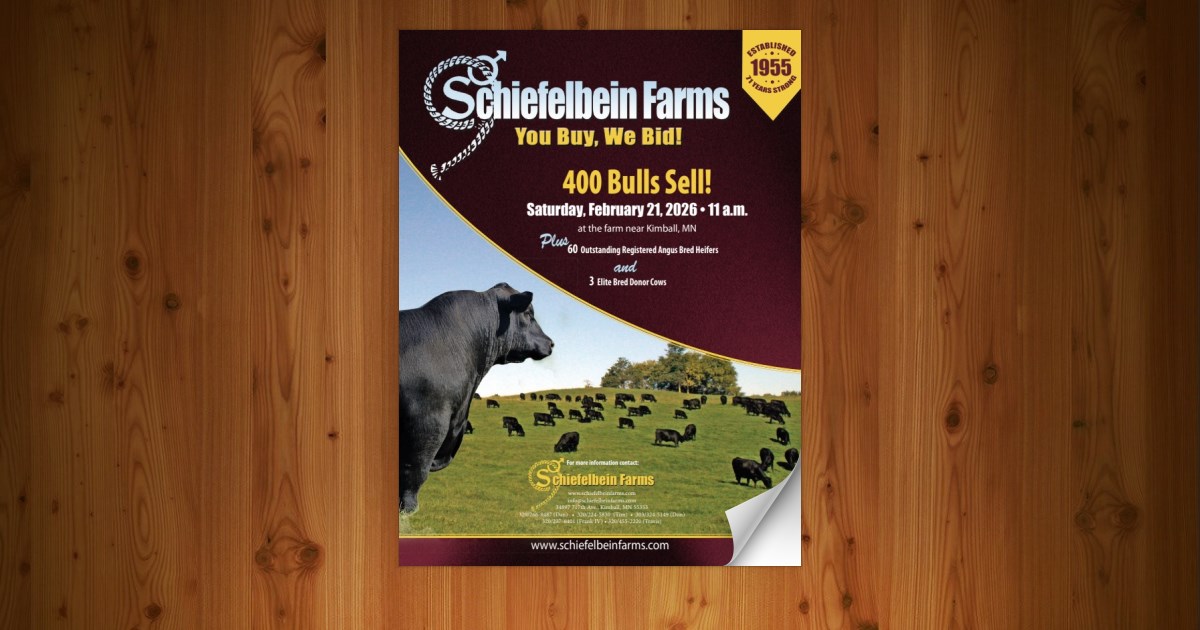 Schiefelbein Farms - Annual Angus Bull & Female Sale [2/21/26]