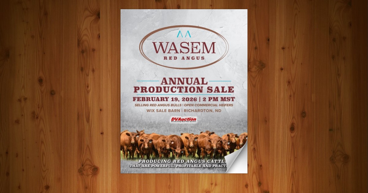 Wasem Red Angus - Annual Production Sale [2/19/26] - Page 16