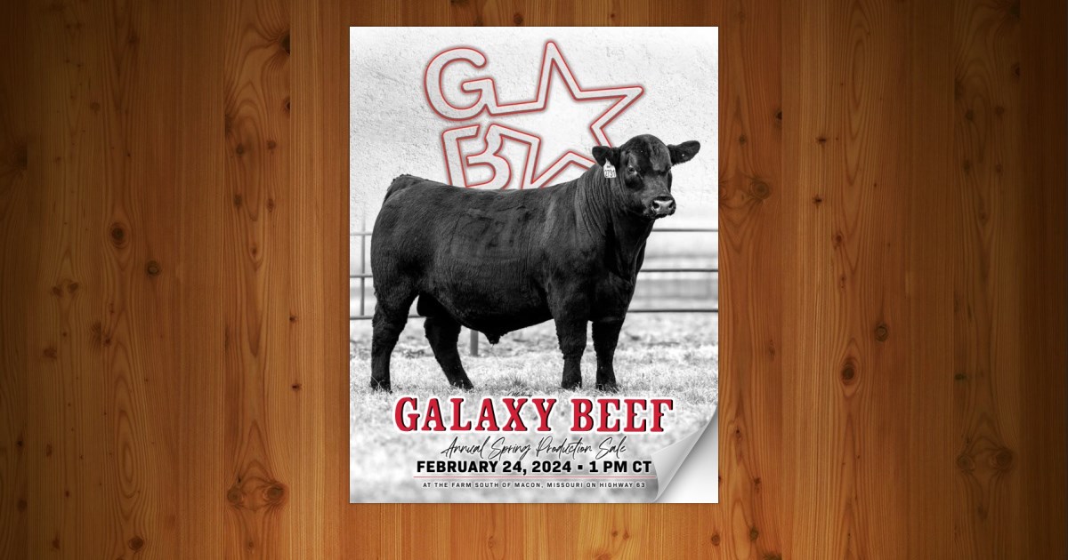 Galaxy Beef - Annual Bull Sale [2/24/24]