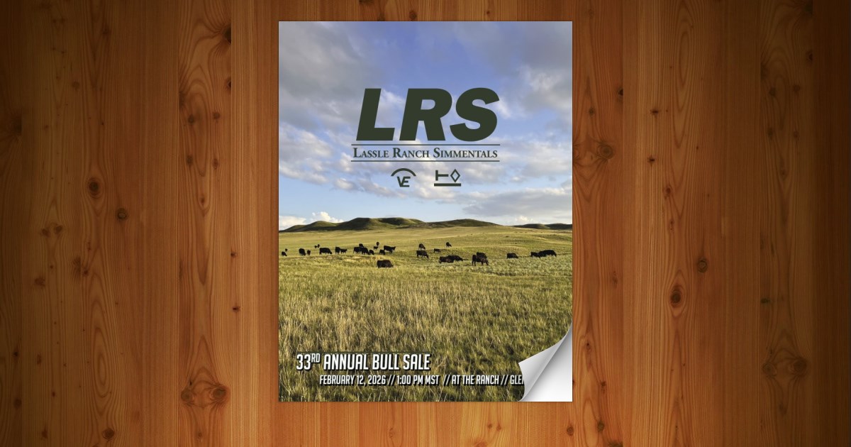 Lassle Ranch Simmentals - Annual Bull Sale [2/12/26]