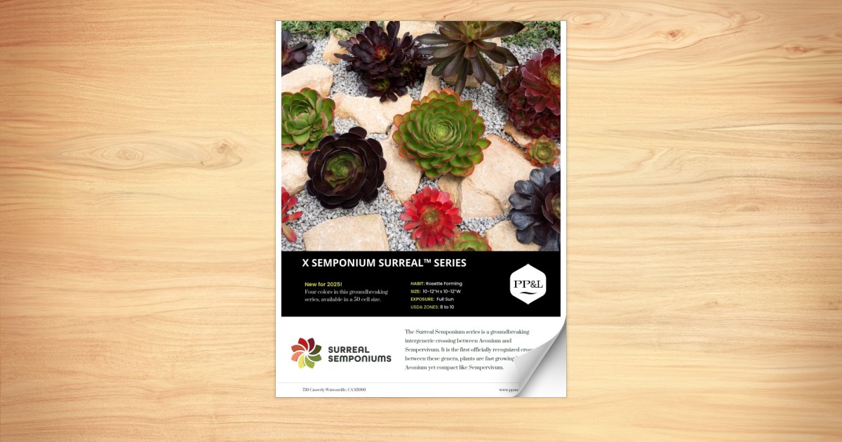 X Semponium Surreal™ Series from PP&L