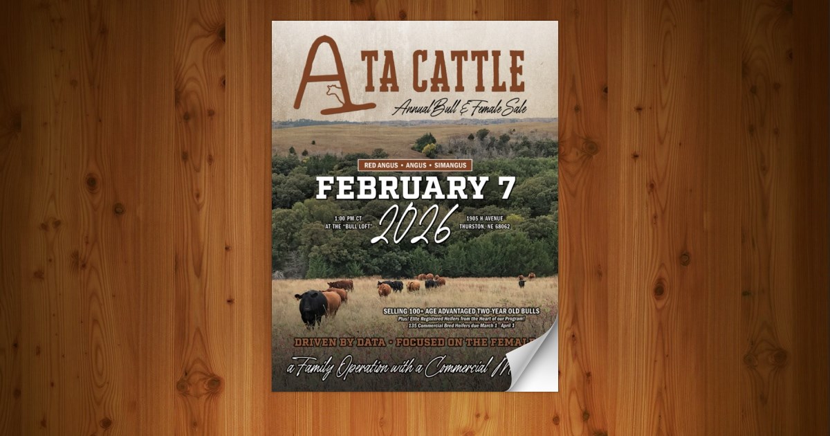 TA Cattle - 13th Annual Bull & Female Sale [2/7/26] - Page 20
